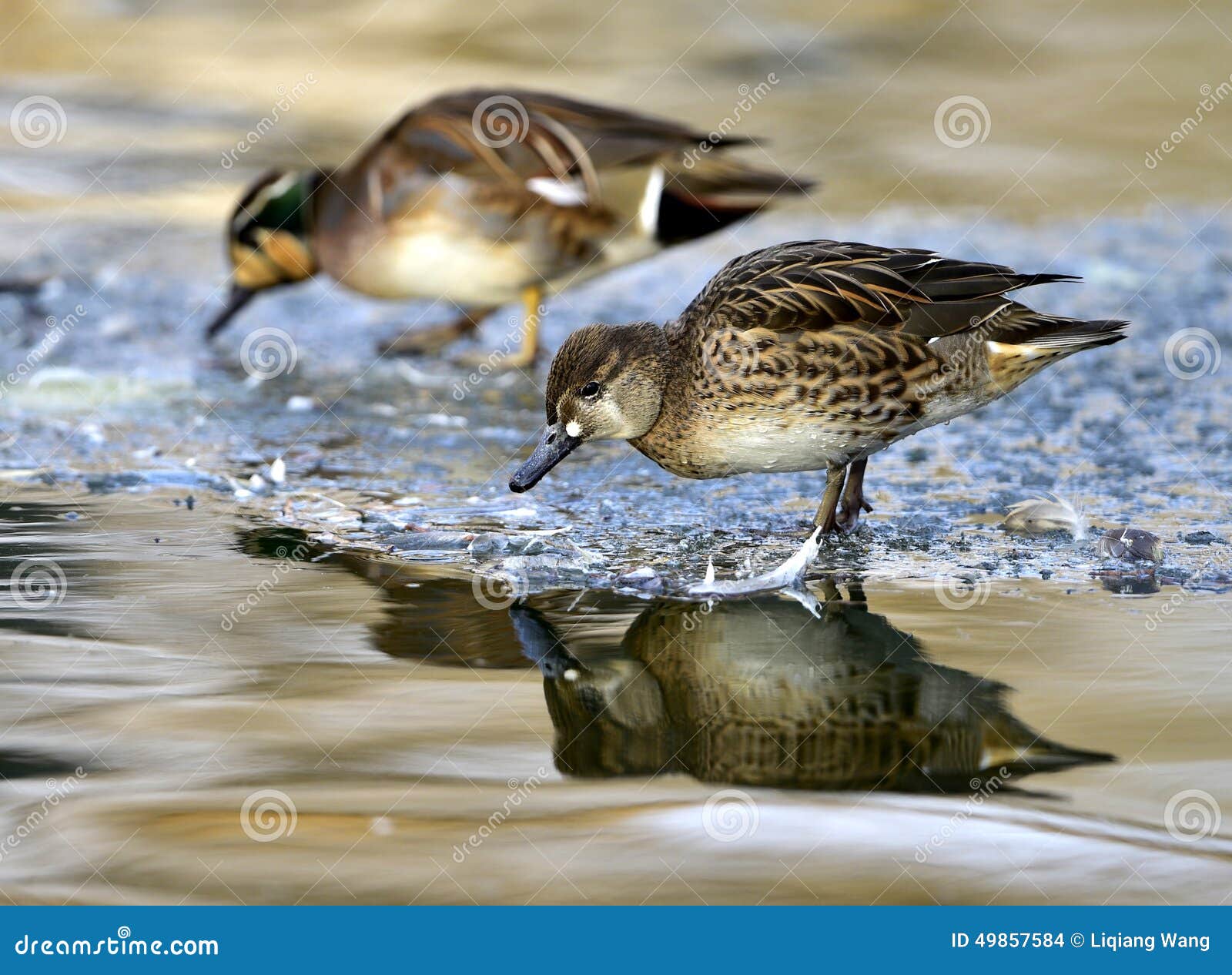 Trullo de Baikal foto de archivo. Imagen de waterfowl - 49857584