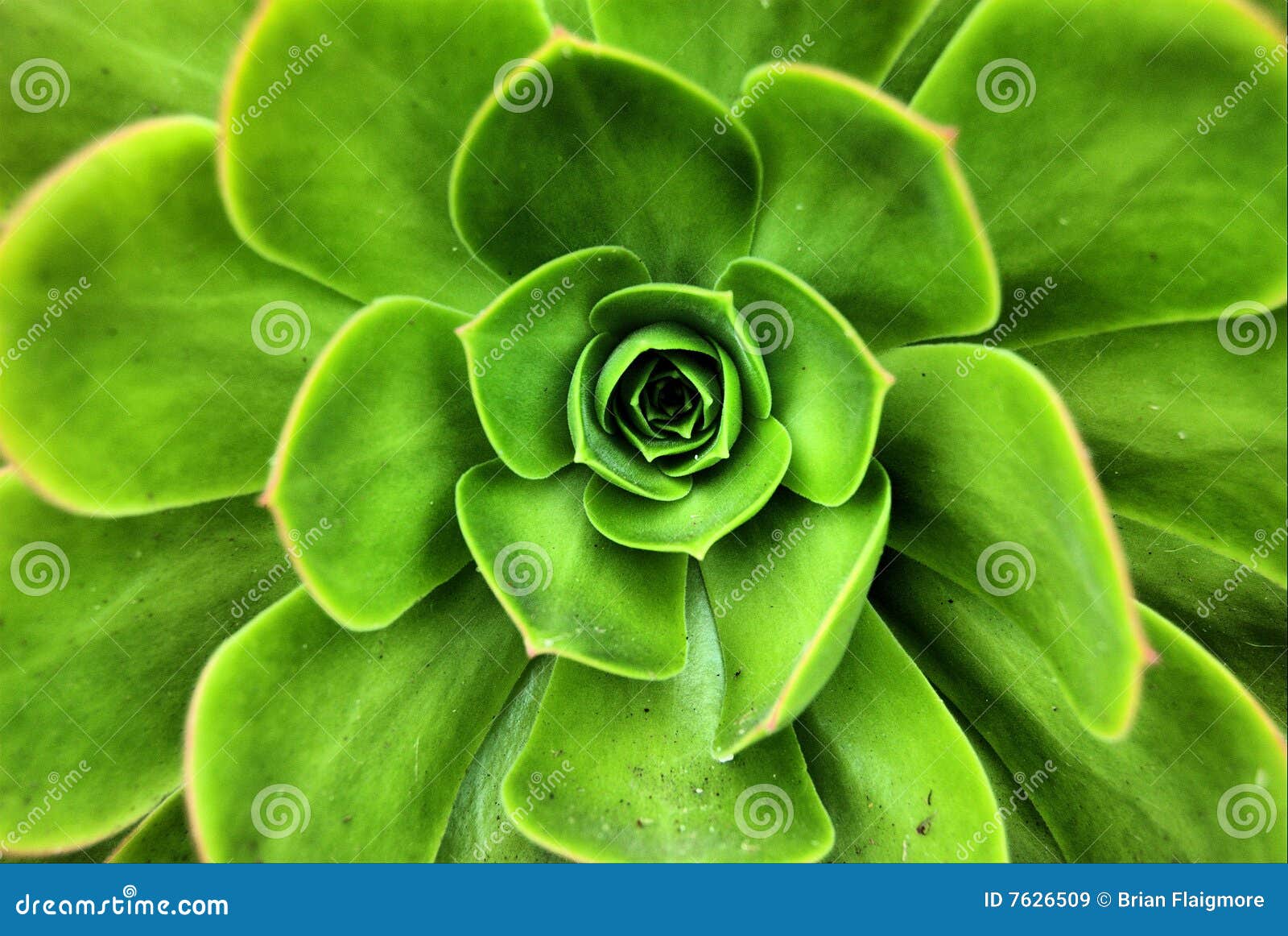 Truly Green stock image. Image of faith, love, away, plant - 7626509