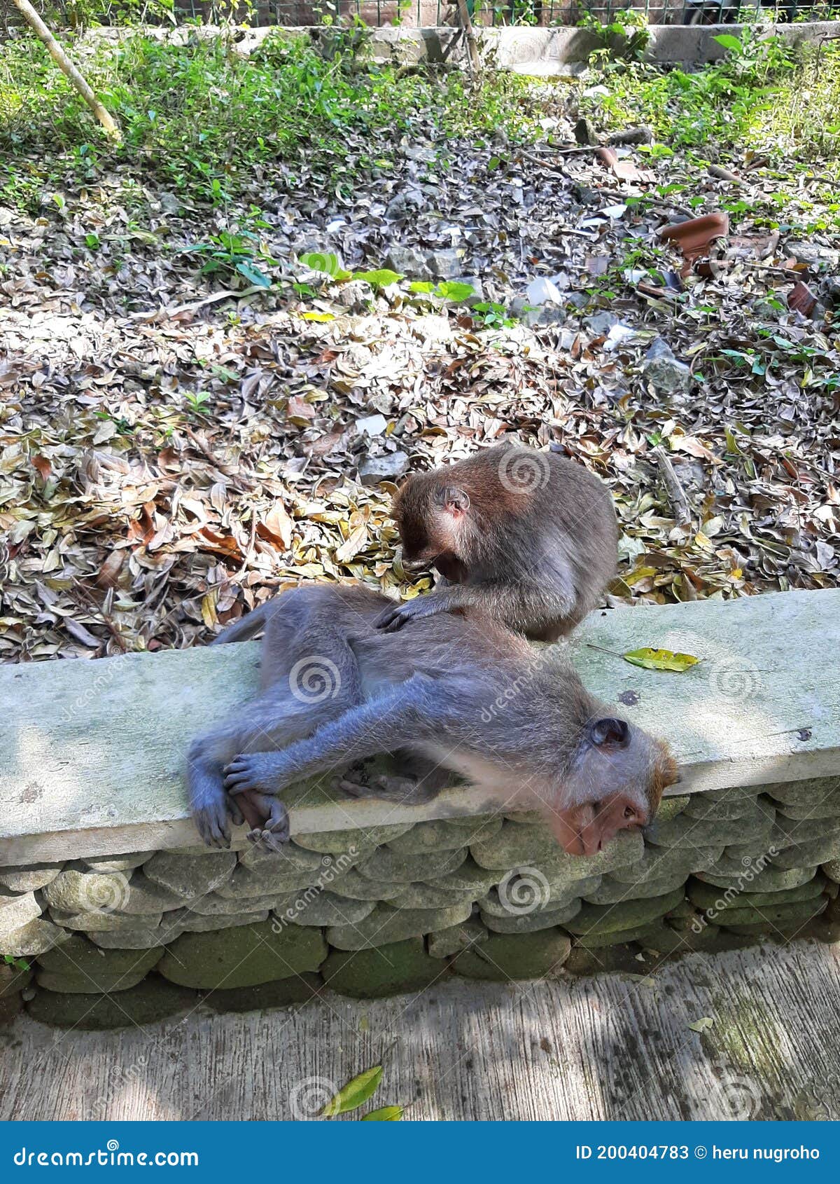 Wenara Weda Bali Sanctuary Stock Photos - Free & Royalty-Free Stock ...