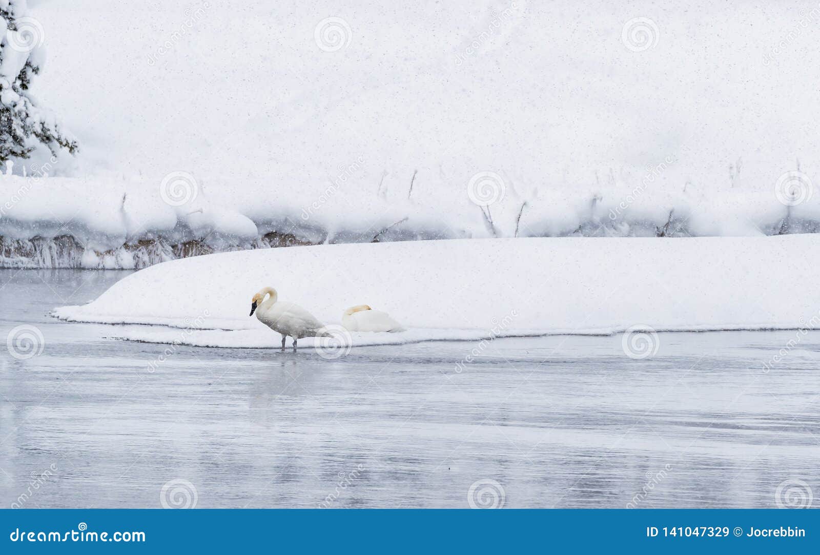Trumpeter Swans Test Out the Temperature of the Water in Madison River ...