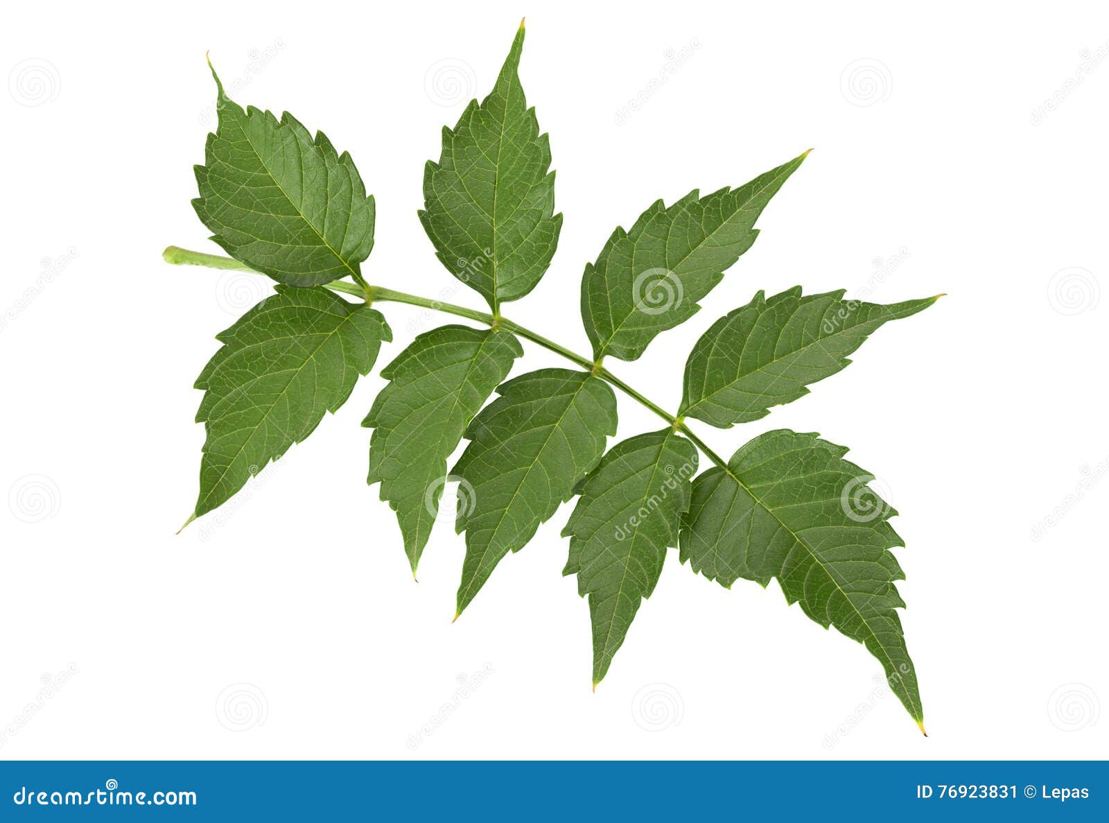 Trumpet Creeper Leaf on White Stock Image - Image of leave, creeper ...
