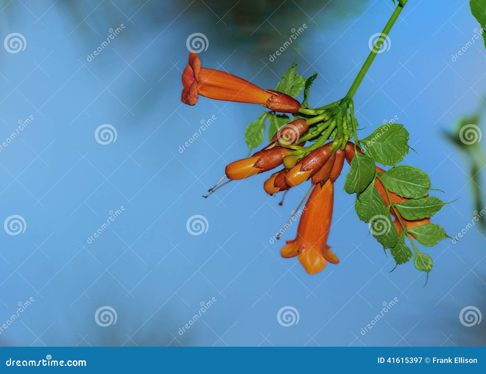 Trumpet Creeper stock image. Image of flower, exotic - 41615397