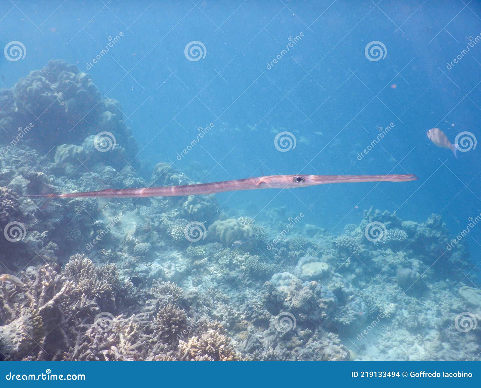 Trumpet fish stock photo. Image of blue, animal, anemonefish - 219133494