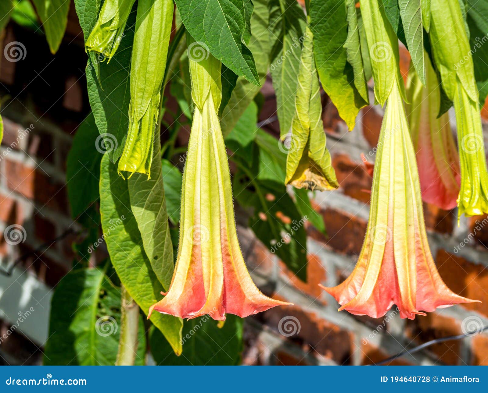 Trumpet Flower in the Garden Stock Photo - Image of hallucinogen ...