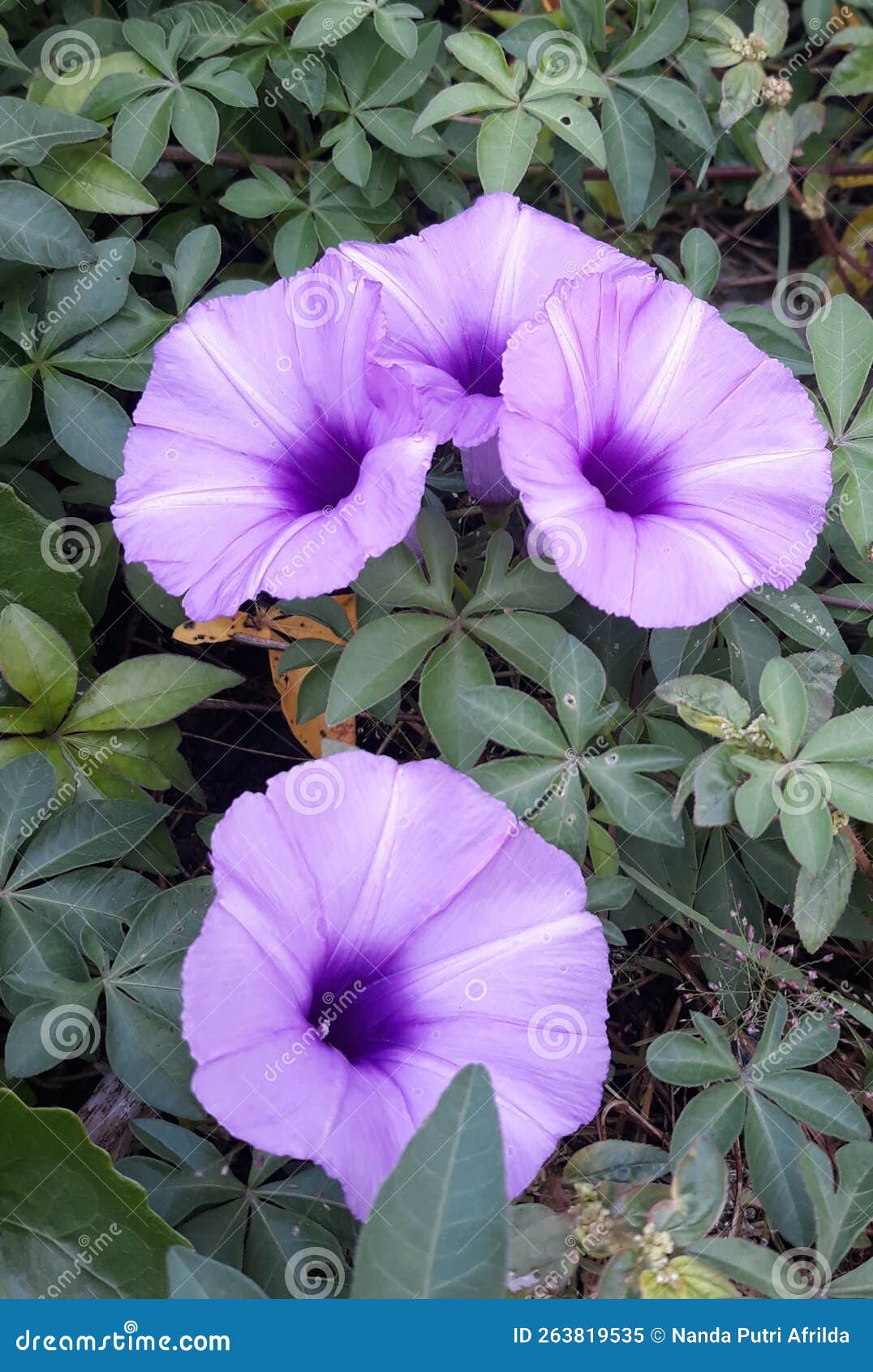 Trumpet purple flowers stock image. Image of trumpet - 263819535
