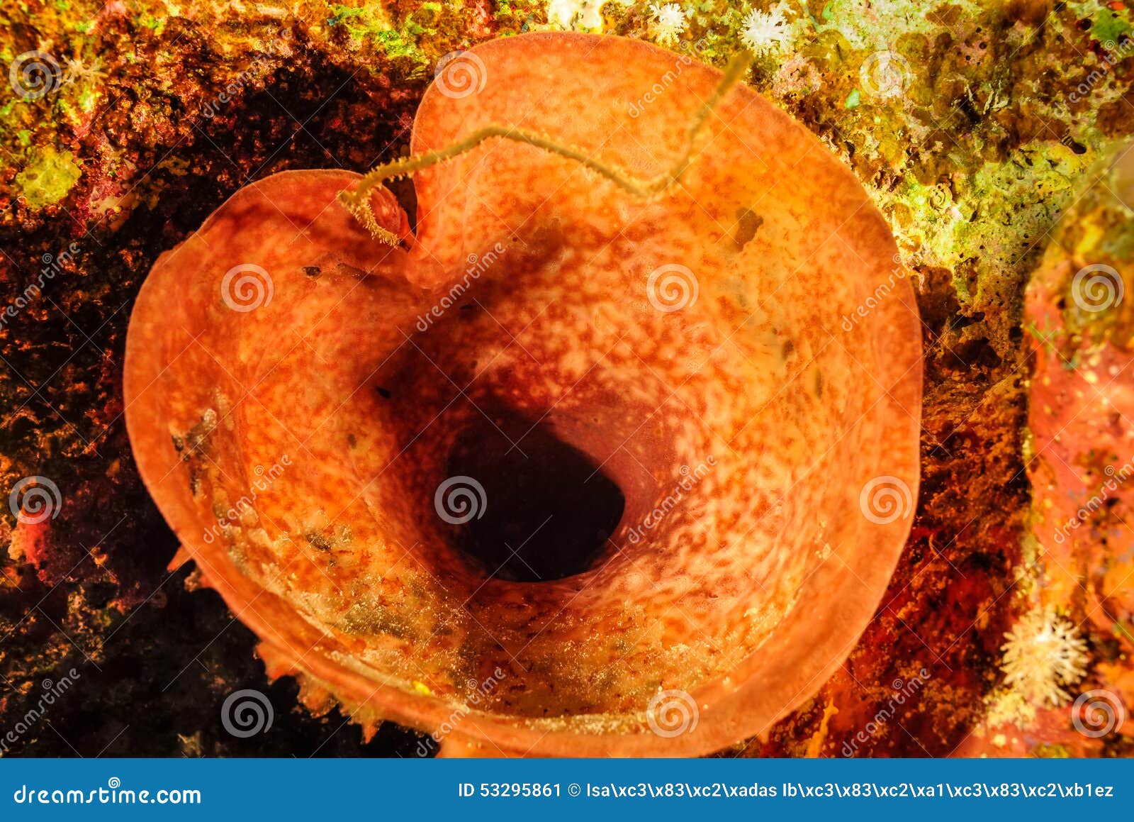 Trumpet sea stock image. Image of plant, coral, flora - 53295861