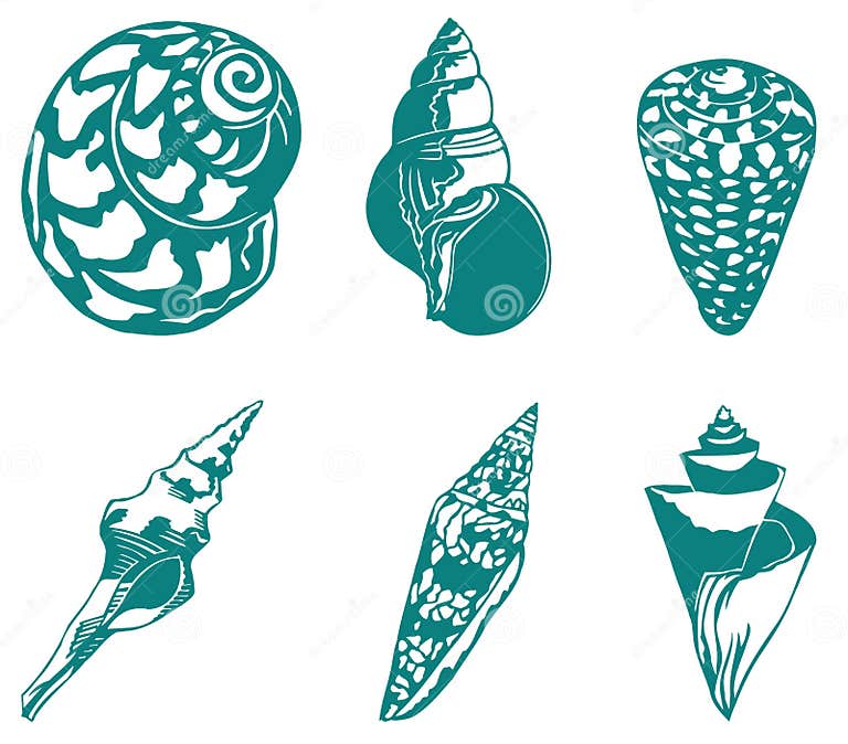 Trumpet shell stock illustration. Illustration of background - 12455912