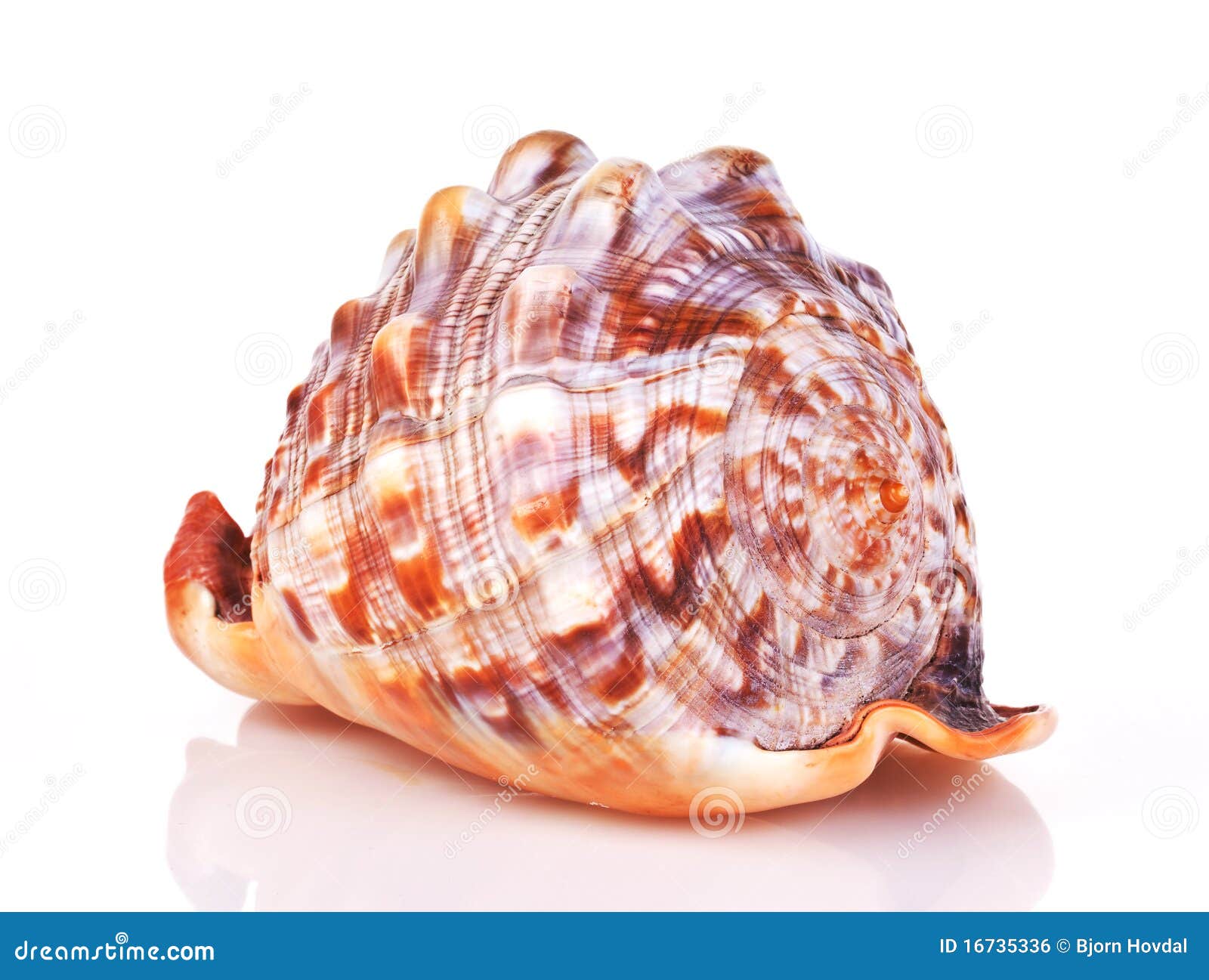 Trumpet shell stock photo. Image of detailed, close, nautilus - 16735336