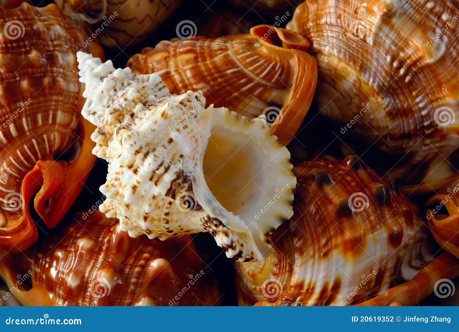 Trumpet shell stock photo. Image of closeup, subuliform - 20619352