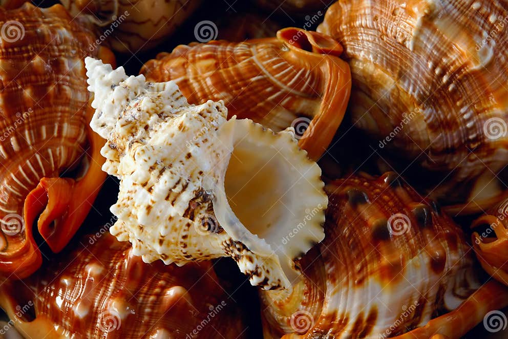 Trumpet shell stock photo. Image of closeup, subuliform - 20619352