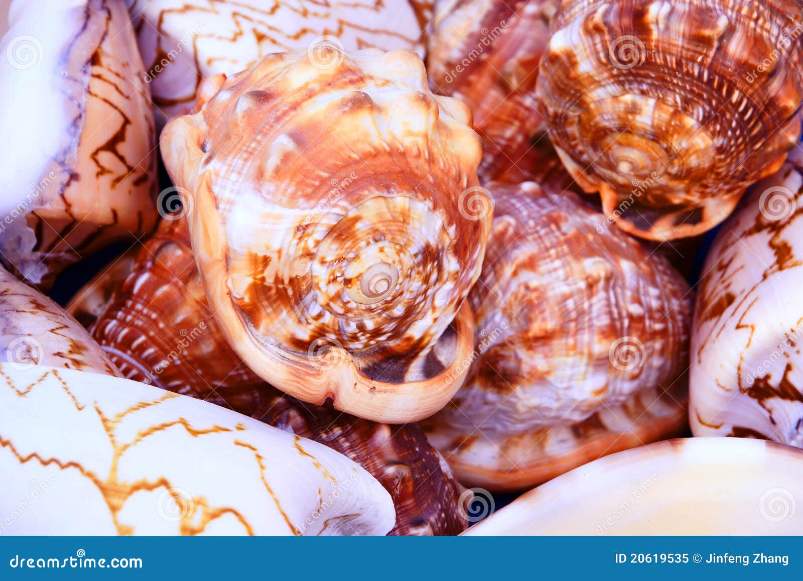 Trumpet shell stock image. Image of marine, cowry, shell - 20619535