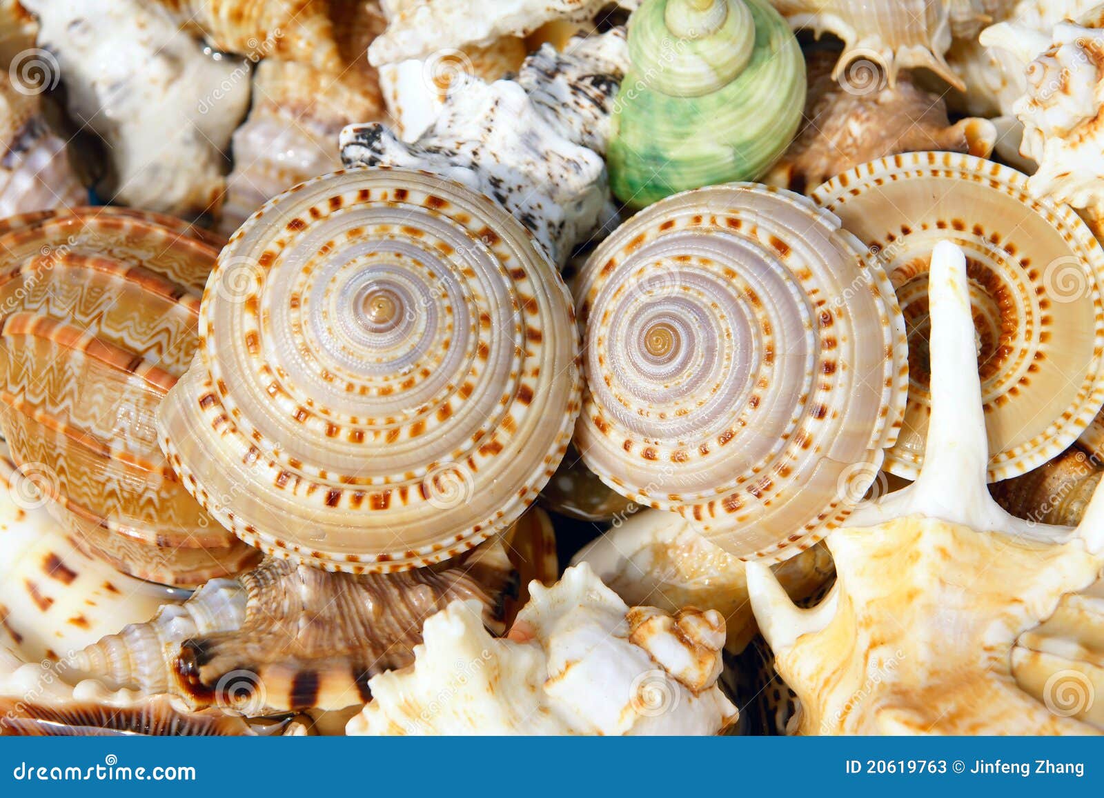 Trumpet shell stock image. Image of cowry, nature, colorful - 20619763