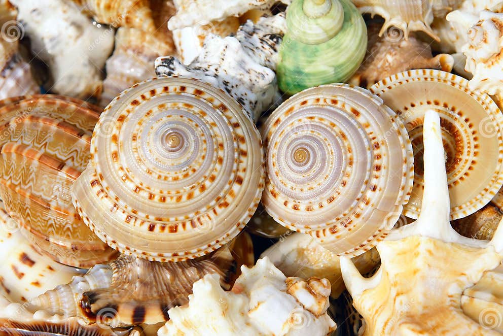 Trumpet shell stock image. Image of cowry, nature, colorful - 20619763