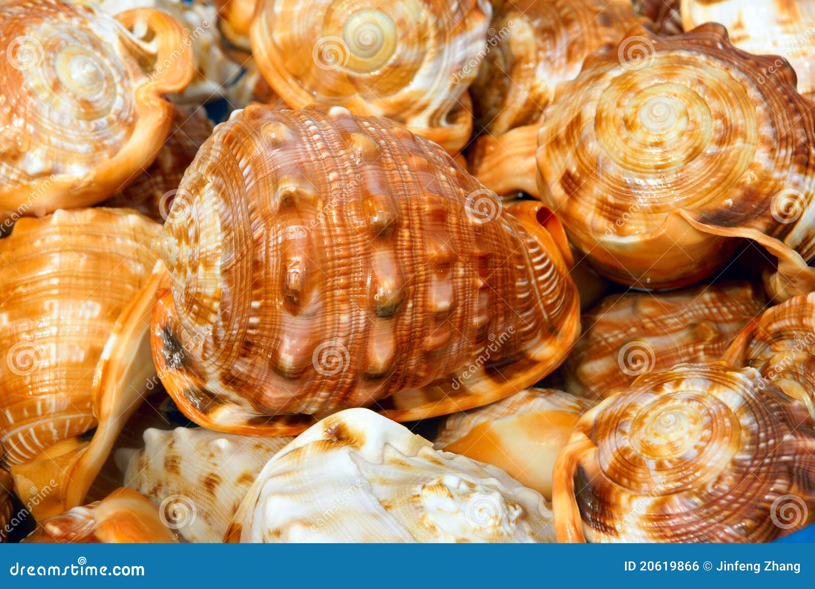 Trumpet shell stock photo. Image of closeup, spirality - 20619866