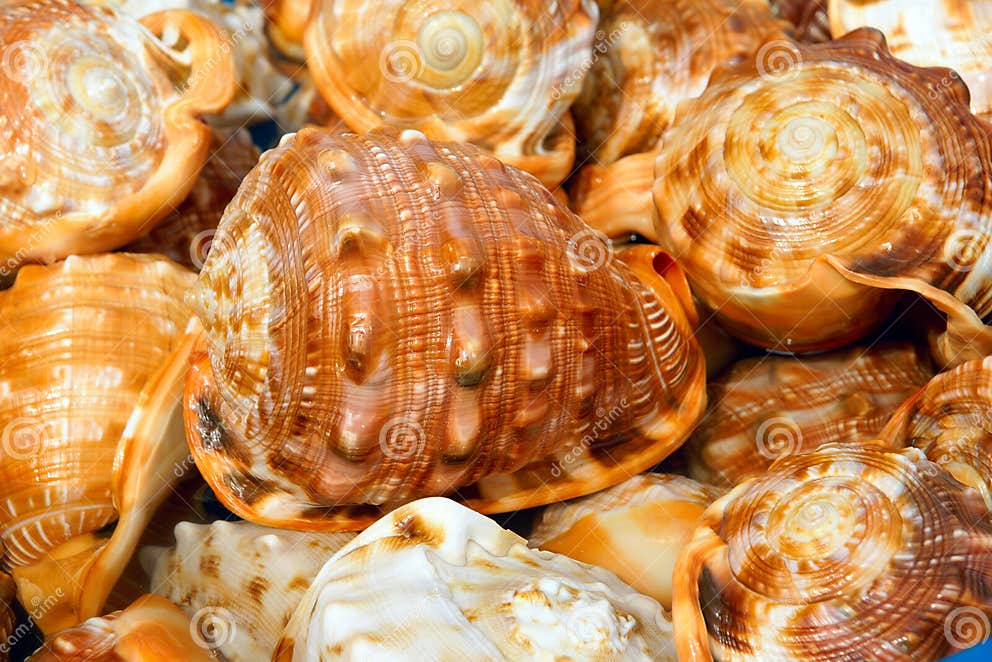 Trumpet shell stock photo. Image of closeup, spirality - 20619866
