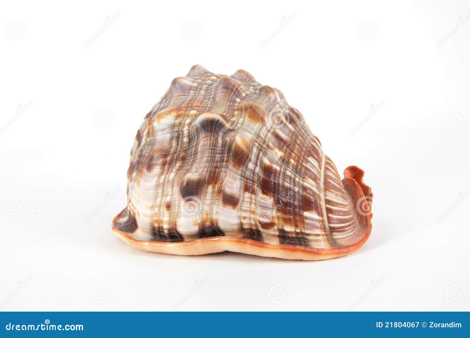 Trumpet shell stock image. Image of beach, closeup, nice - 21804067