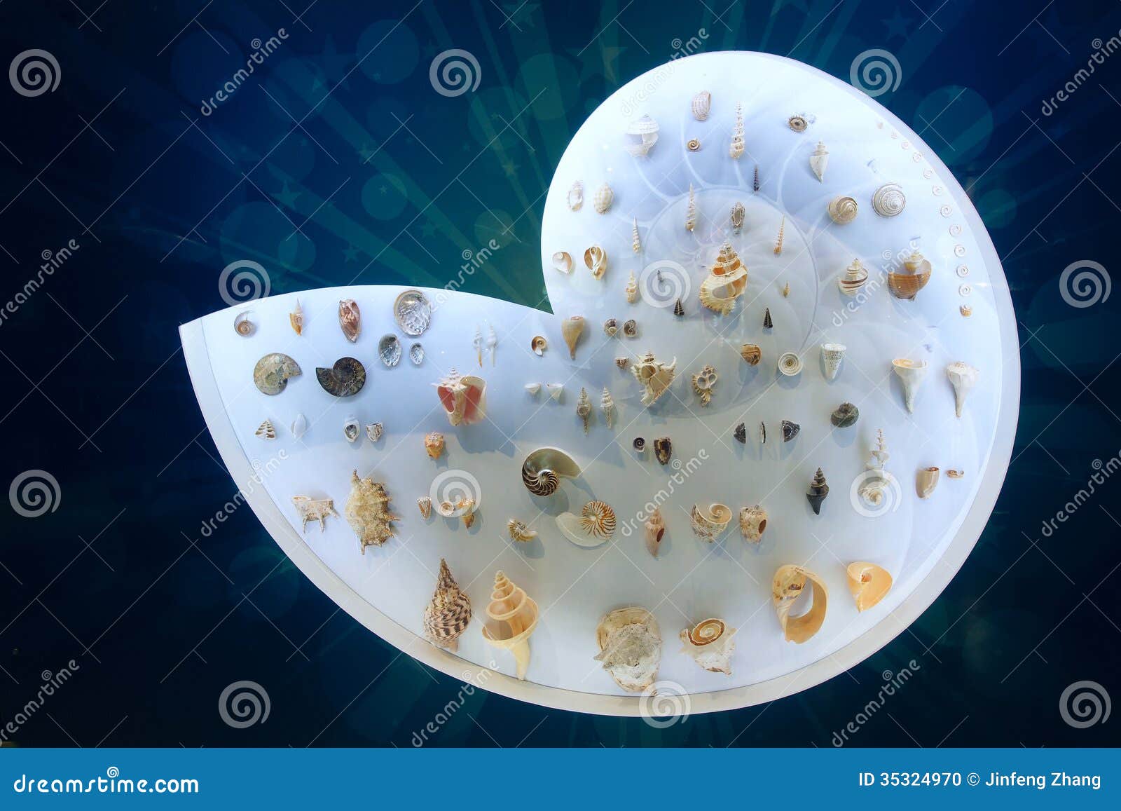 Trumpet shells stock photo. Image of ammonoid, spiral - 35324970