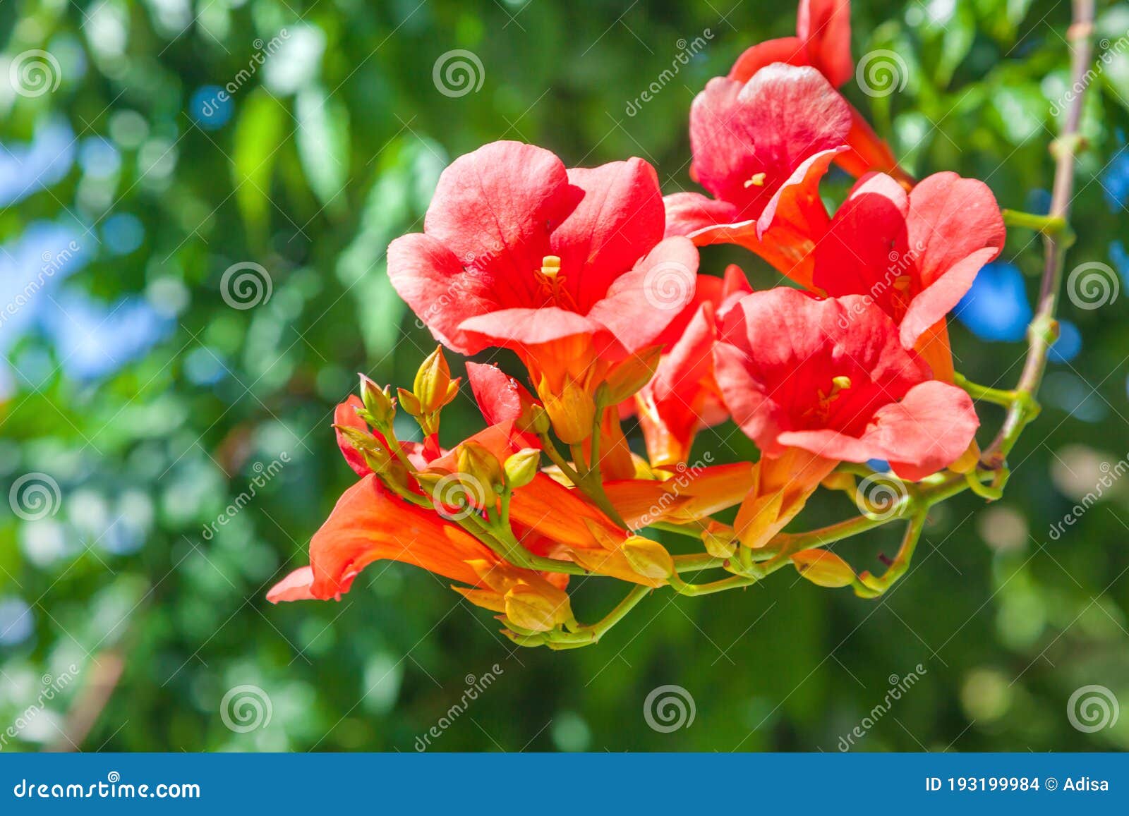 Trumpet Vine Campsis Radicans Stock Photo - Image of creeper ...