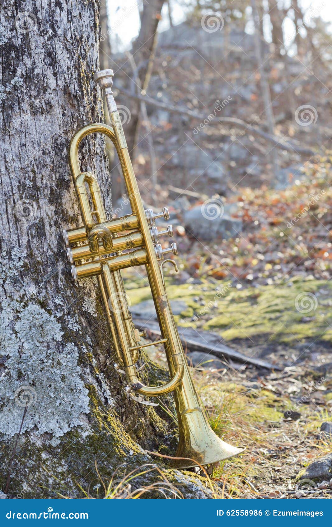 Trumpet Wilderness Trail stock photo. Image of fall, aged - 62558986