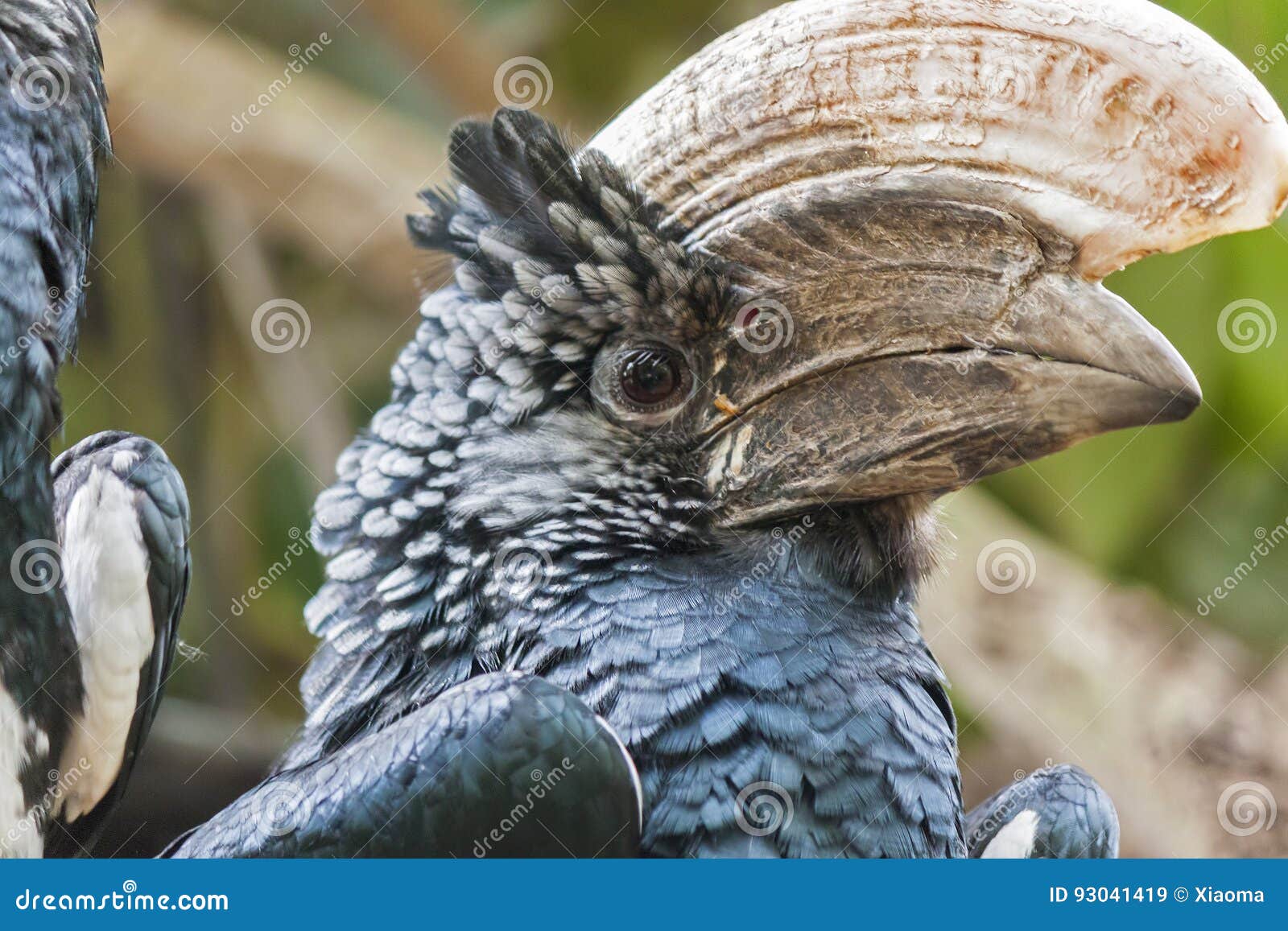 Trumpeter Hornbill Bycanistes Bucinator Stock Image - Image of cheeked ...