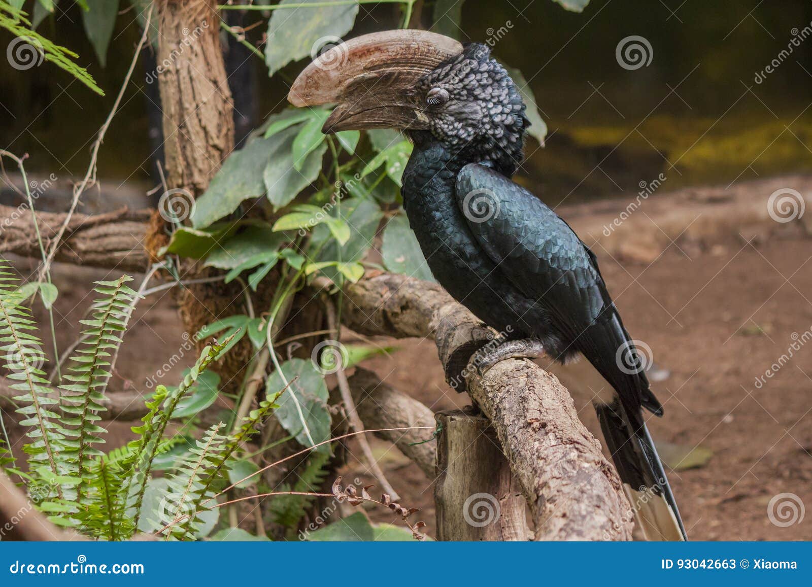 Trumpeter Hornbill Bycanistes Bucinator Stock Image - Image of ...