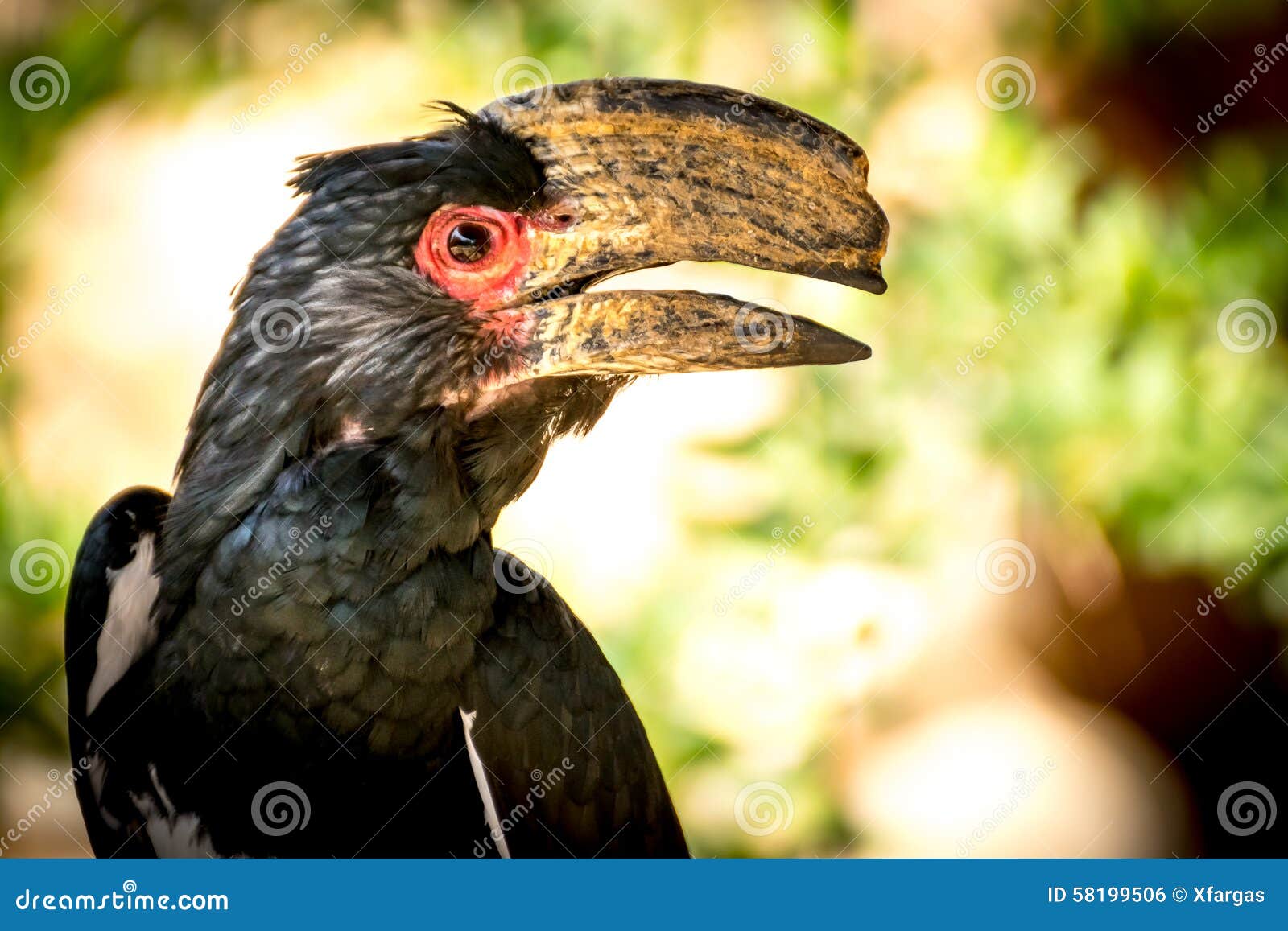 Trumpeter Hornbill (Bycanistes-bucinator) Stock Photo - Image of ...