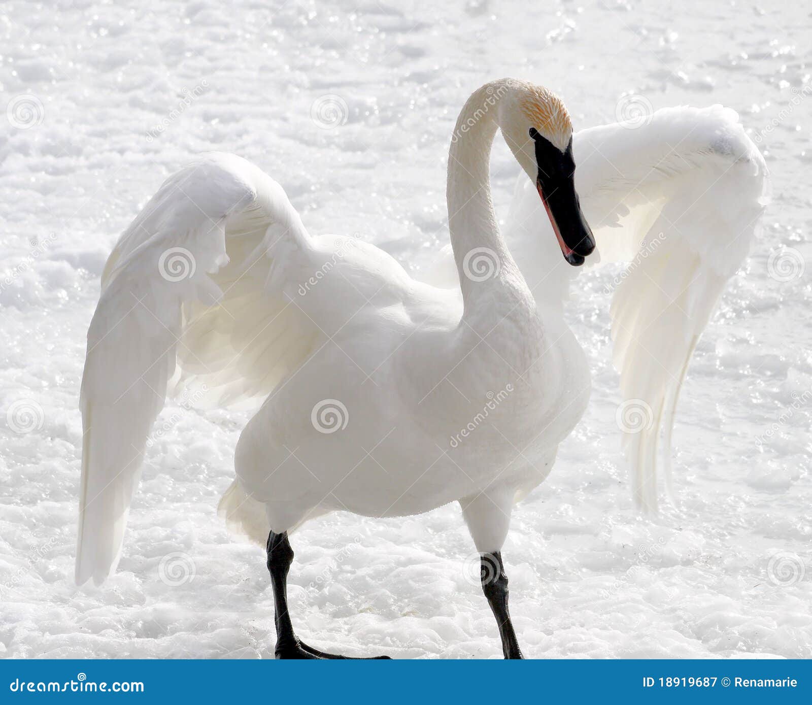Trumpeter Swan stock image. Image of beak, bird, snow - 18919687
