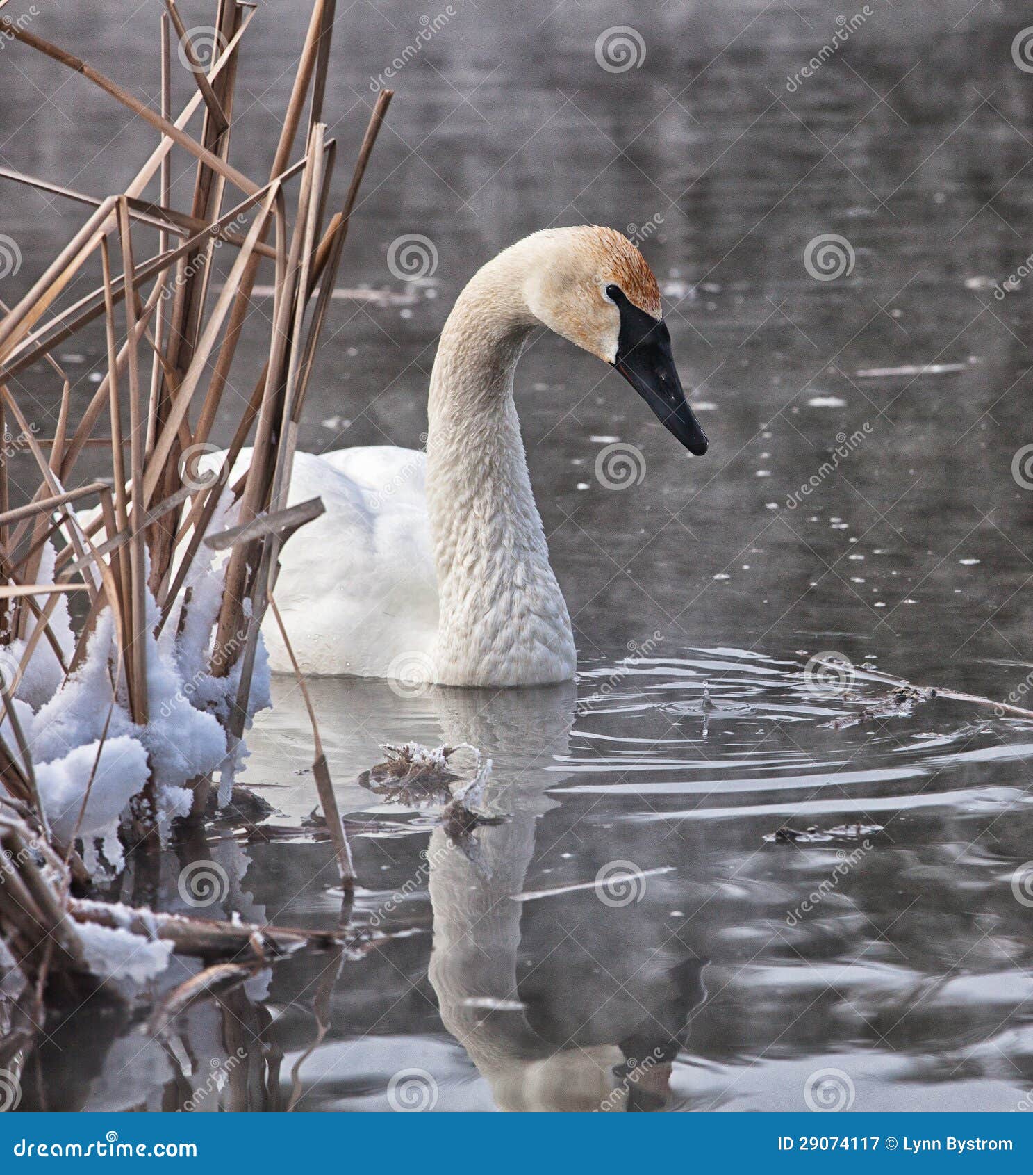 Trumpeter swan stock image. Image of reeds, animals, reflection - 29074117