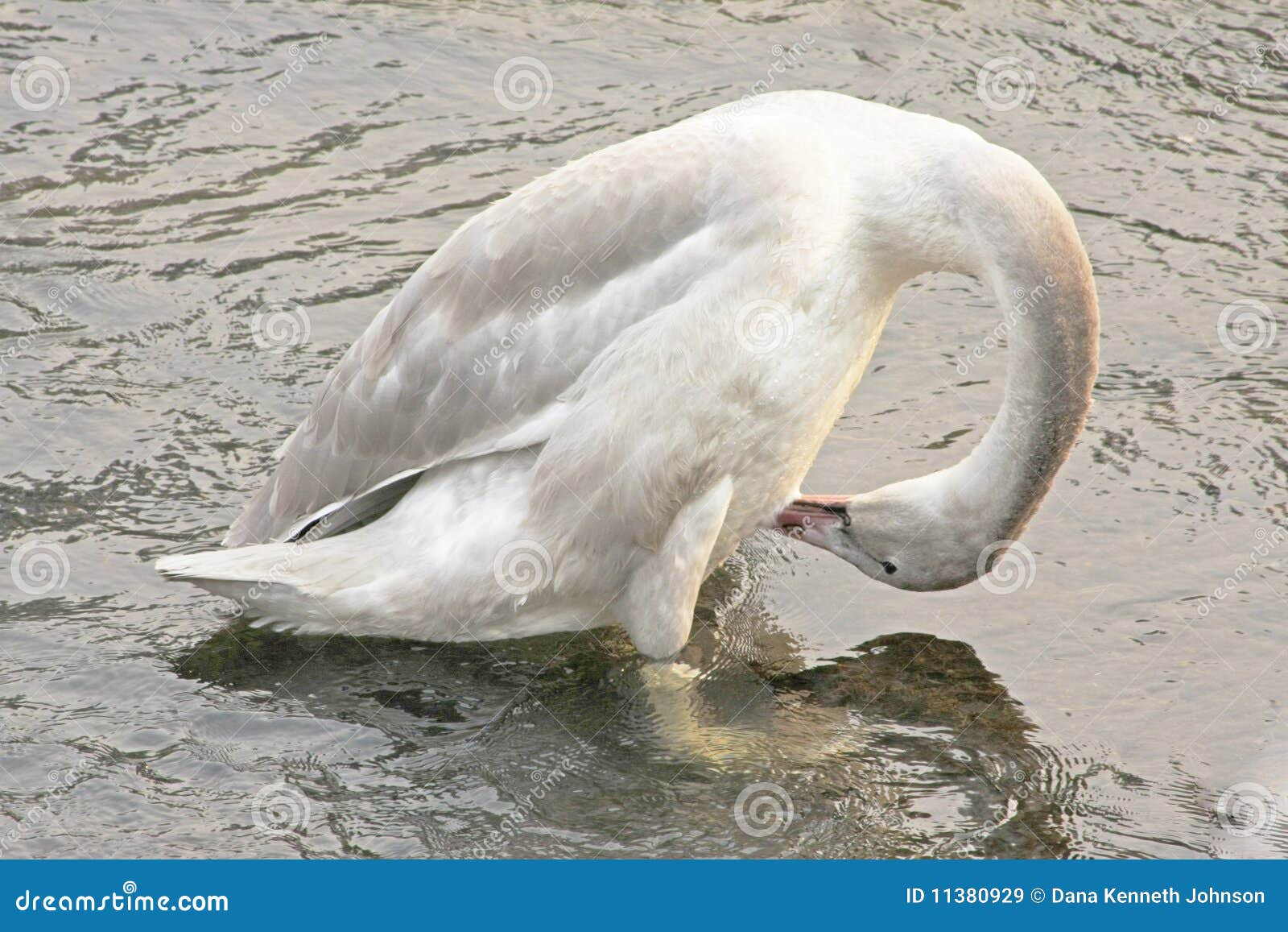 Trumpeter Swan Cygnet stock image. Image of bird, preening - 11380929