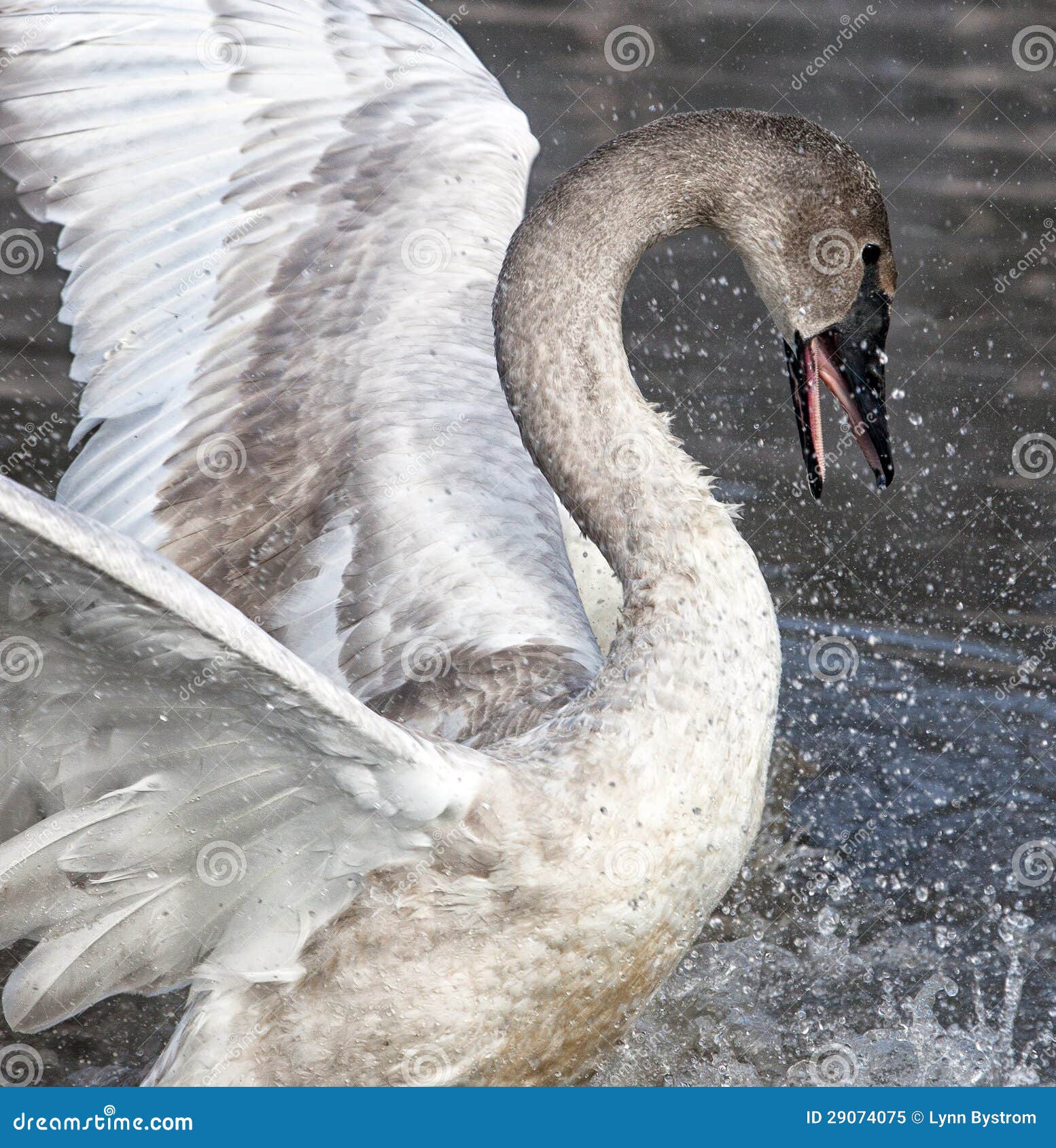 Trumpeter Swan Cygnet stock image. Image of swan, animal - 29074075
