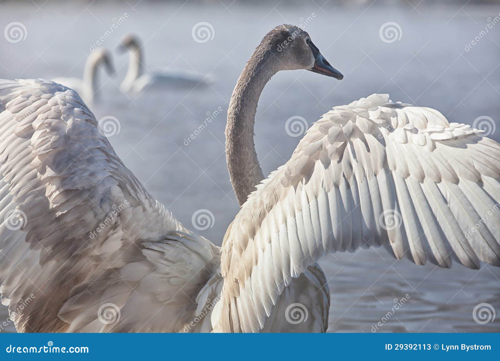 Trumpeter Swan Cygnet stock image. Image of white, light - 29392113