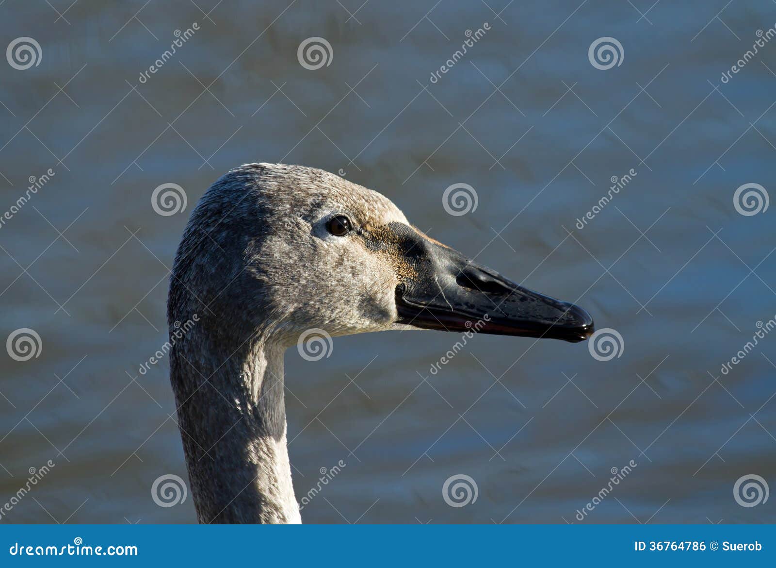 Trumpeter Swan Cygnet stock photo. Image of america, black - 36764786