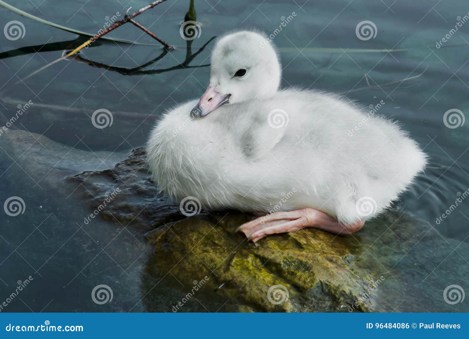 Trumpeter Swan - Cygnus Buccinator Stock Photo - Image of nature ...