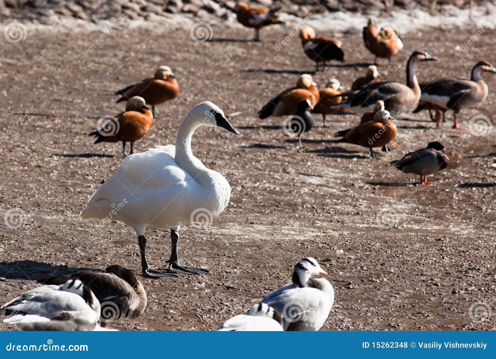 Trumpeter, Swan, Cygnus Buccinator Stock Photo - Image of nature ...