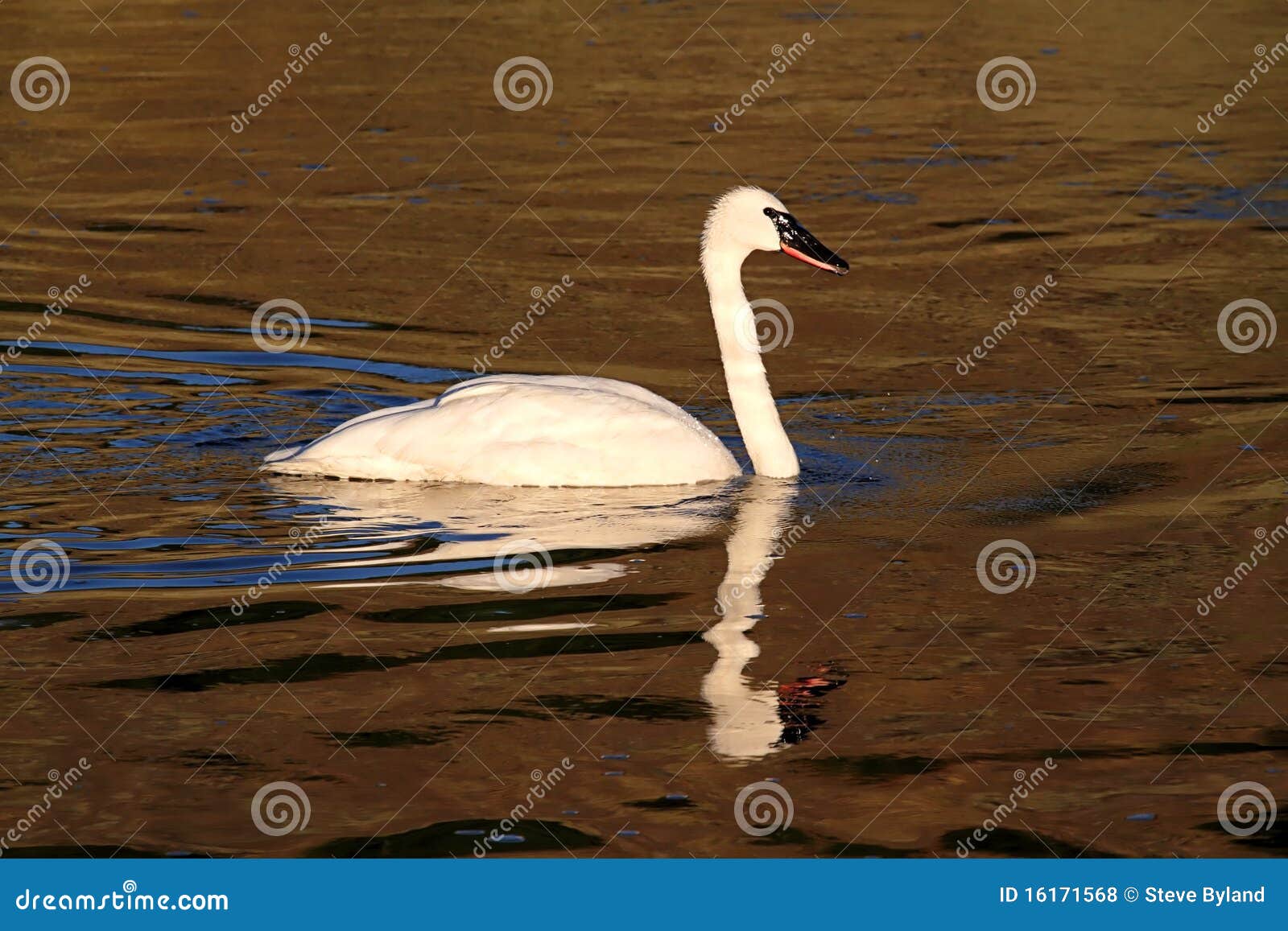 Trumpeter Swan (Cygnus Buccinator) Stock Photo - Image of nature, lake ...