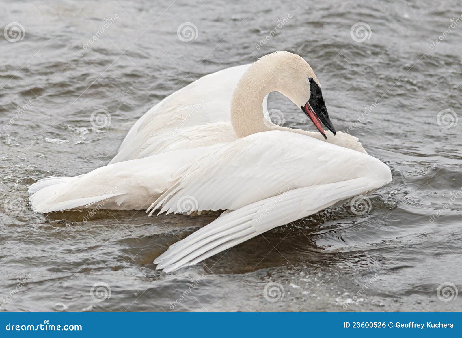 Trumpeter Swan (Cygnus Buccinator) Spread Wings Stock Photo - Image of ...