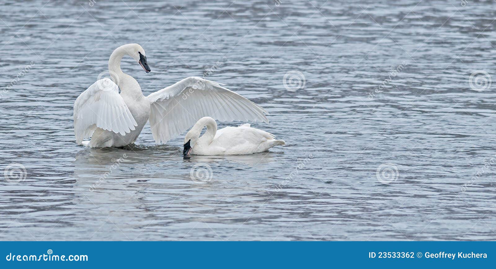 Trumpeter Swan Display for Another Stock Photo - Image of avian, flap ...