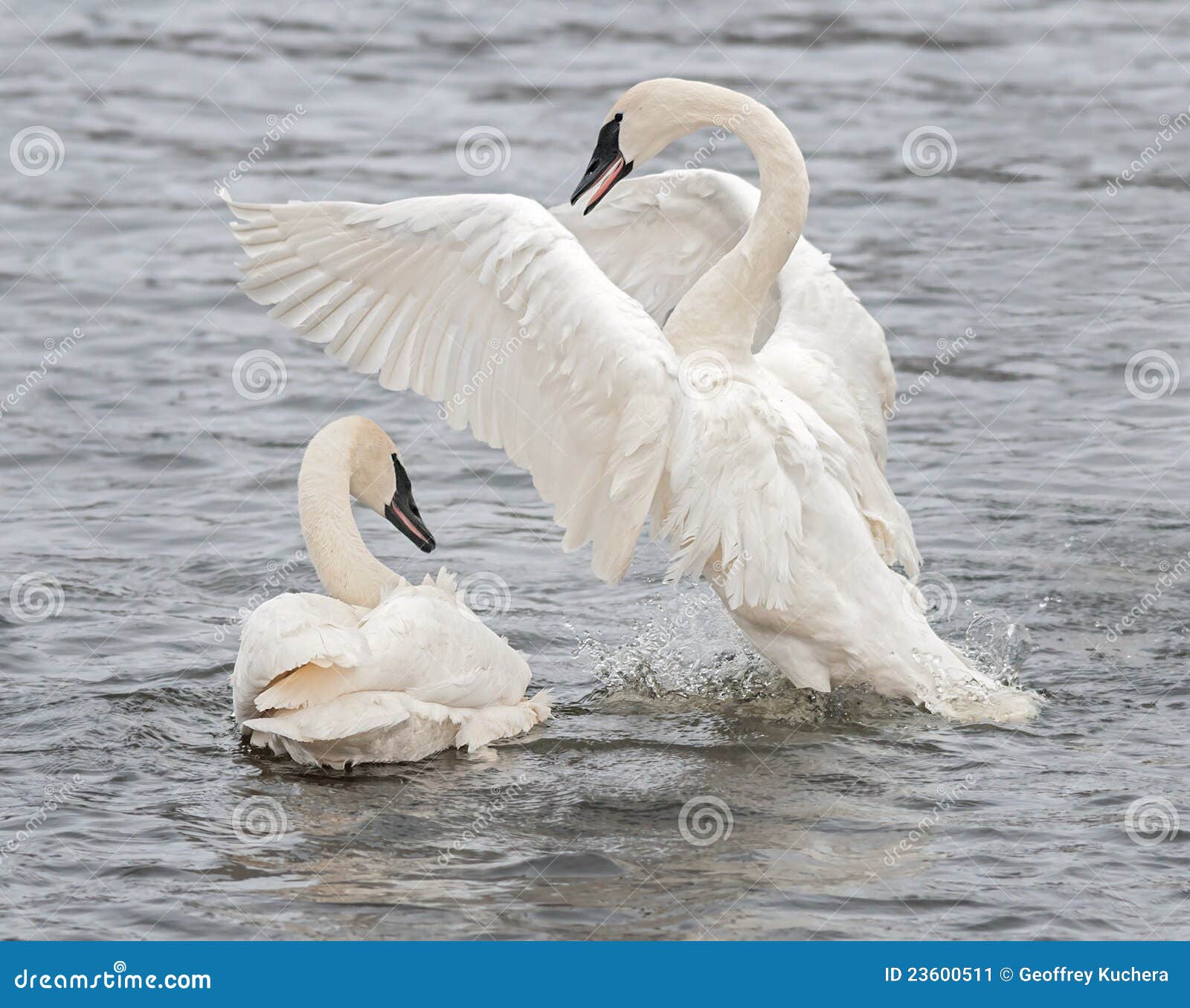 Trumpeter Swan Display with Splashes Stock Image - Image of horizontal ...