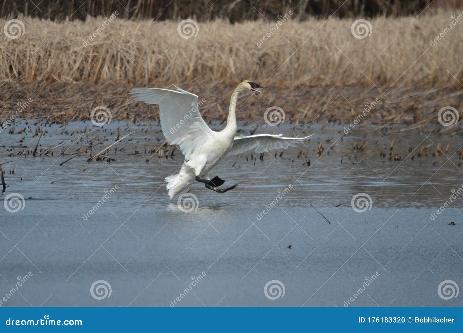 Trumpeter Swan in flight stock photo. Image of horizontal - 176183320