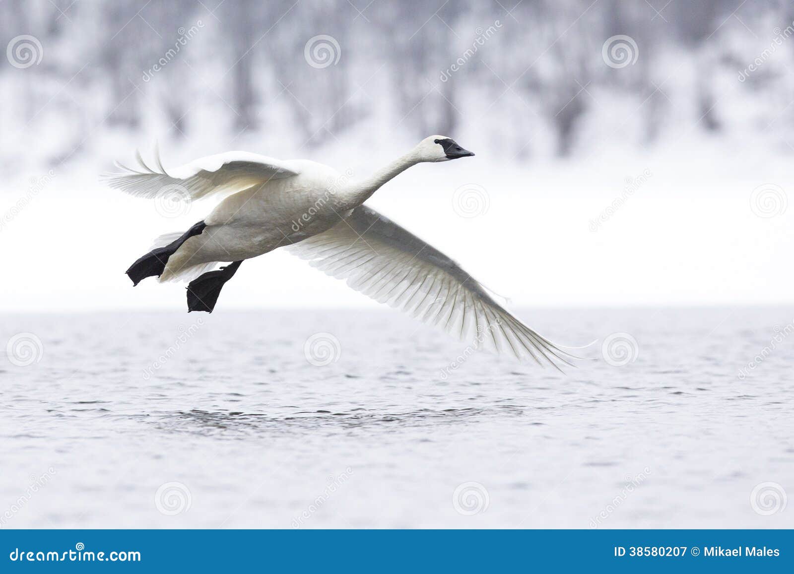 Trumpeter Swan Flying Above River Stock Image - Image of migration ...
