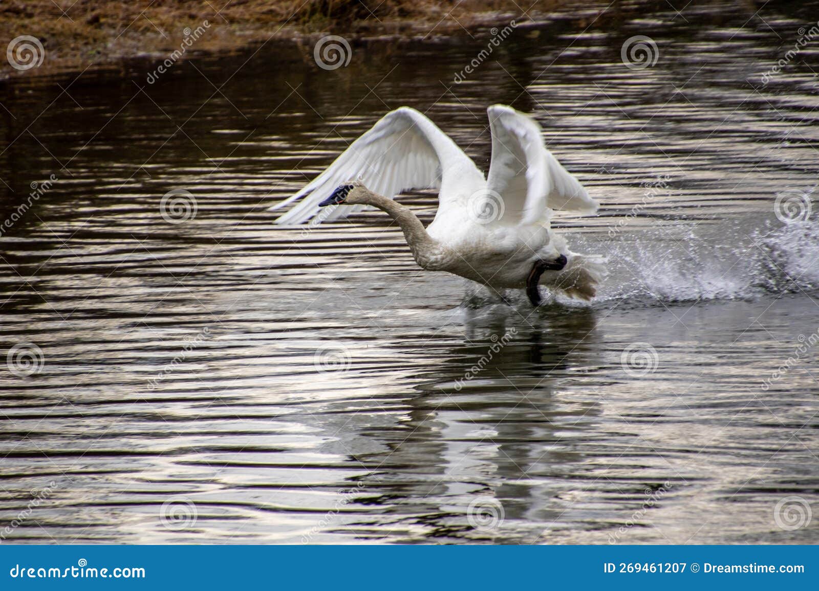 A Trumpeter Swan Taking Off Stock Image - Image of wing, taking: 269461207