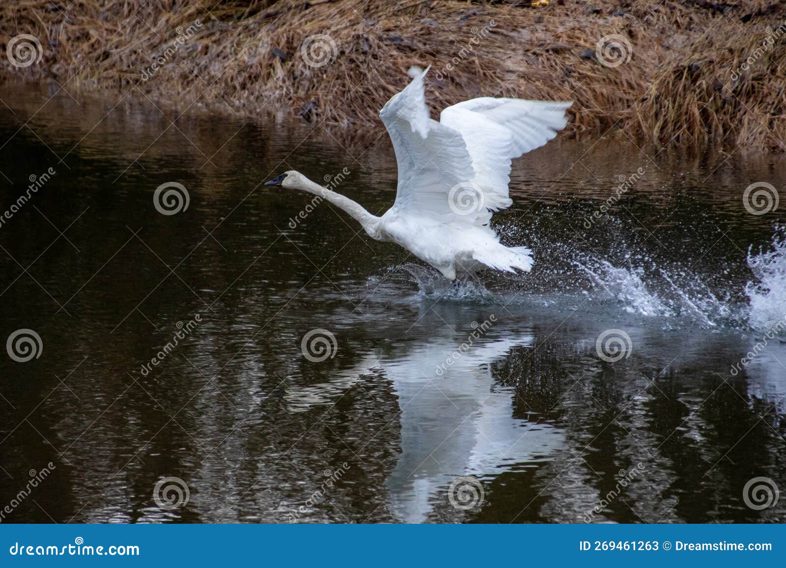 A Trumpeter Swan Taking Off Stock Image - Image of wild, splash: 269461263