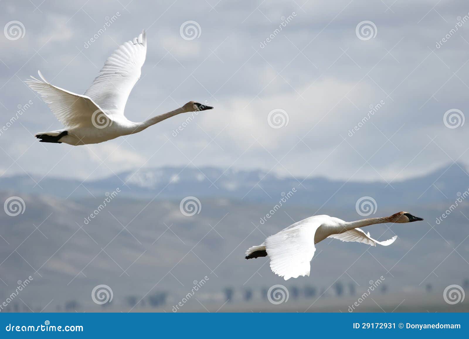 Trumpeter Swans (Cygnus Buccinator) Stock Image - Image of water ...