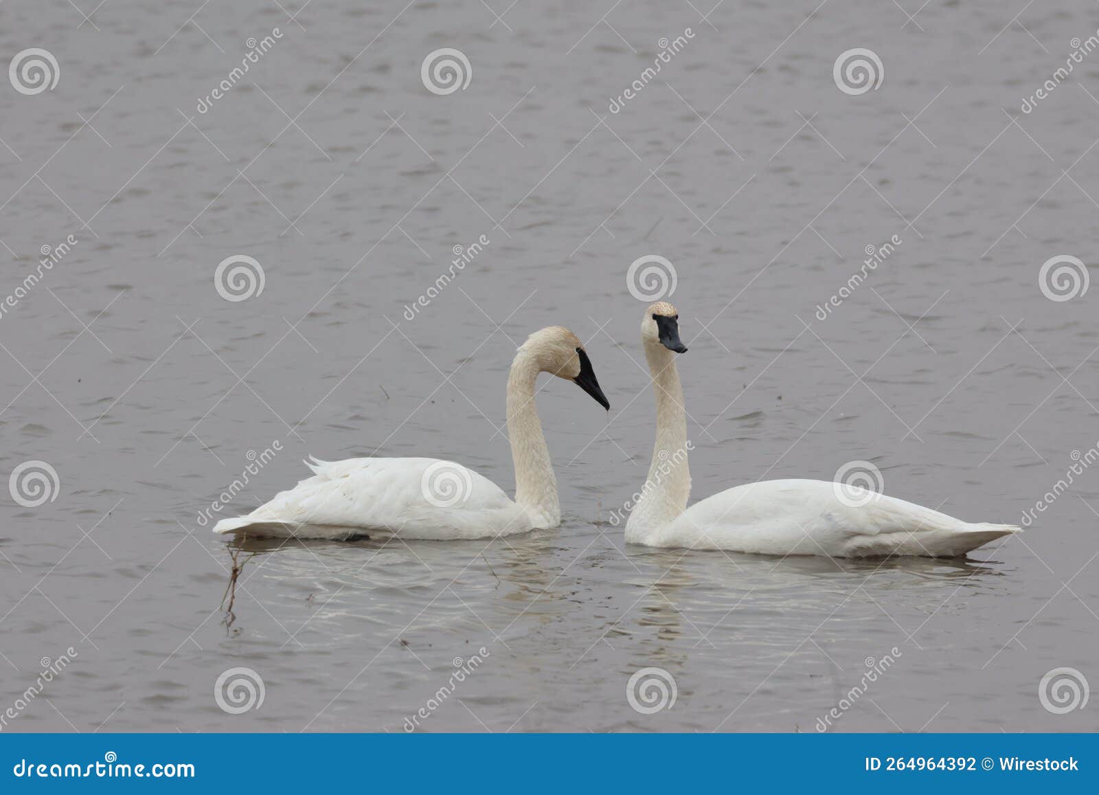 Trumpeter Swans, Cygnus Buccinator on the Water Surface. Stock Photo ...