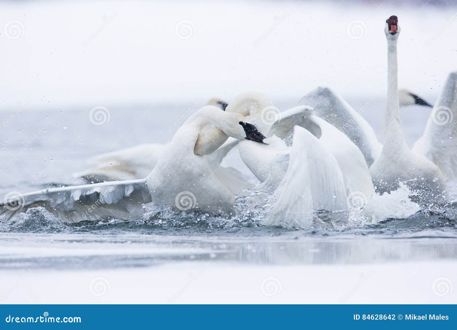 Trumpeter swans fighting stock photo. Image of fighting - 84628642
