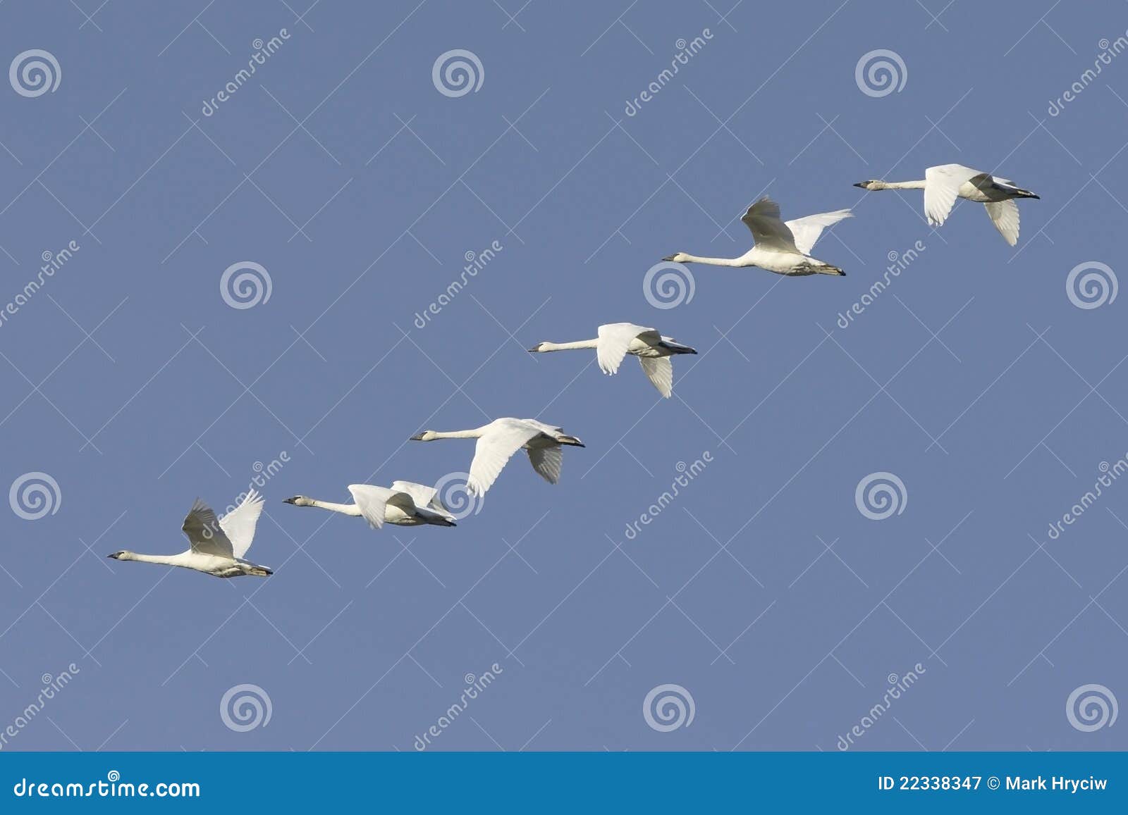 Trumpeter Swans Flying Flock Stock Image - Image of line, flight: 22338347