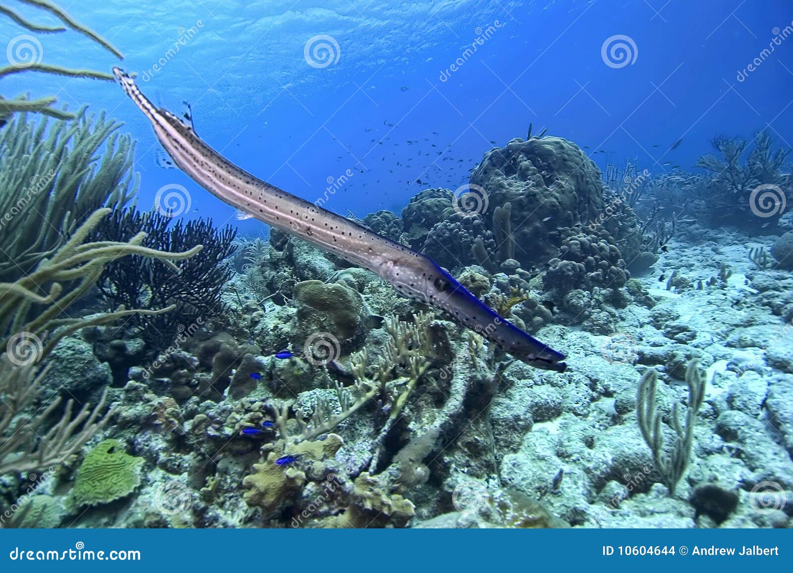 Trumpetfish stock photo. Image of jalbert, caribbean - 10604644