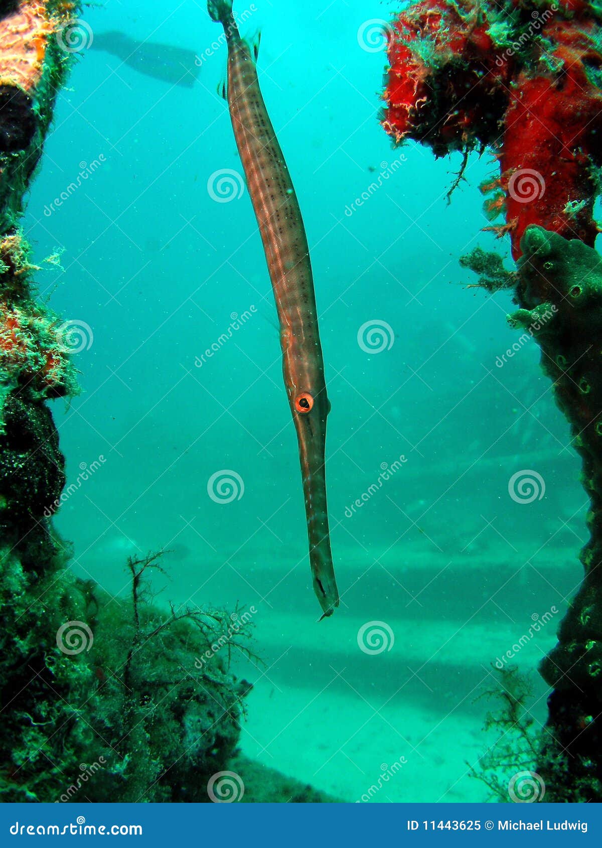 TrumpetFish stock image. Image of tropical, florida, underwater - 11443625