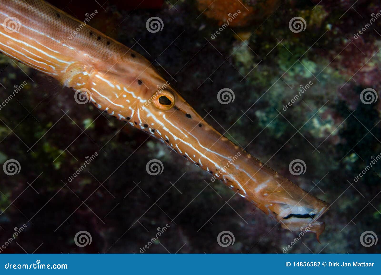 Trumpetfish stock photo. Image of trumpet, nature, close - 14856582