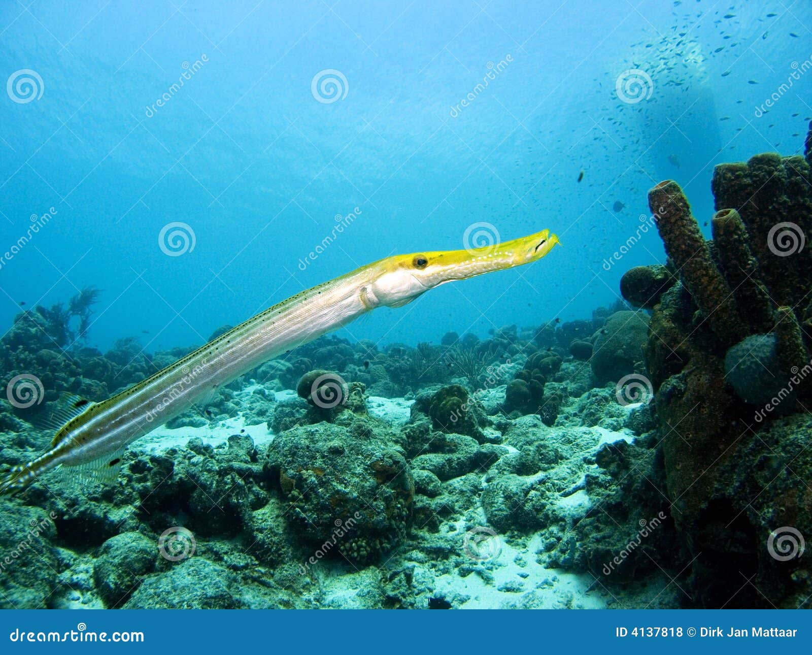 Trumpetfish stock photo. Image of clear, tropical, travel - 4137818